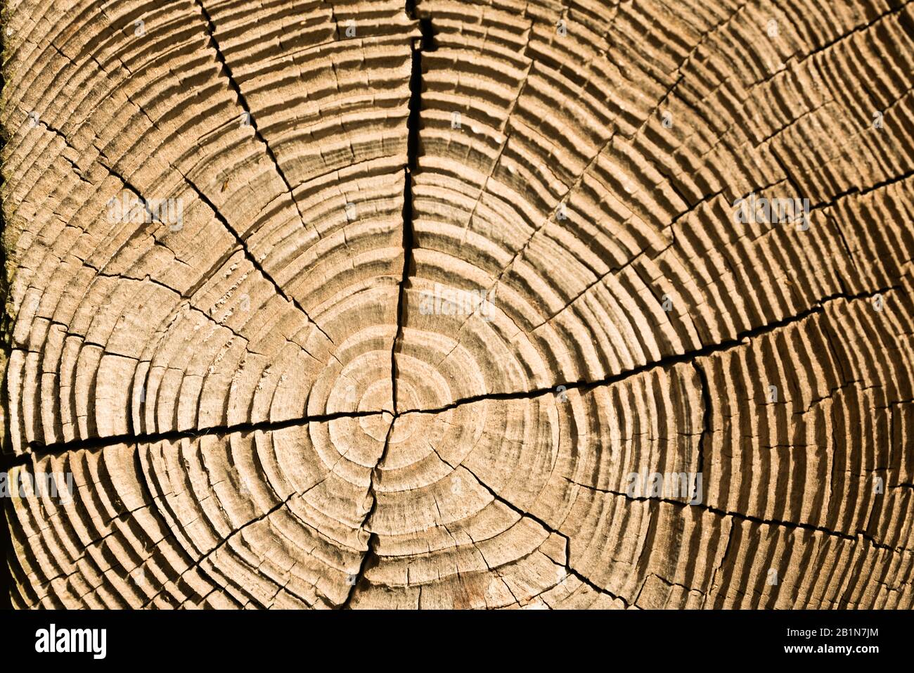 Log texture hi-res stock photography and images - Alamy