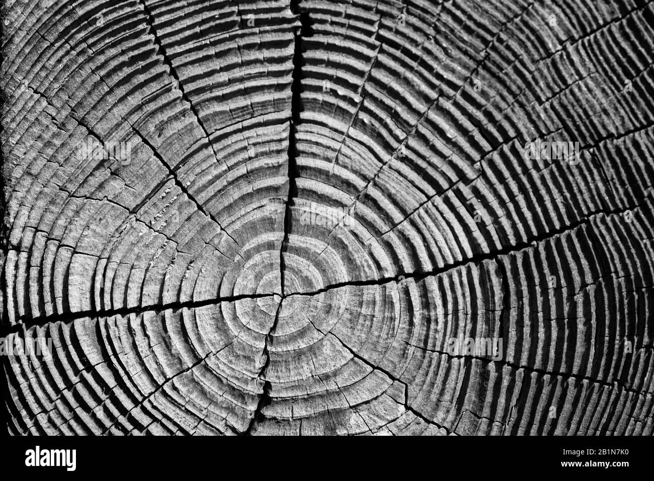 Log texture hi-res stock photography and images - Alamy