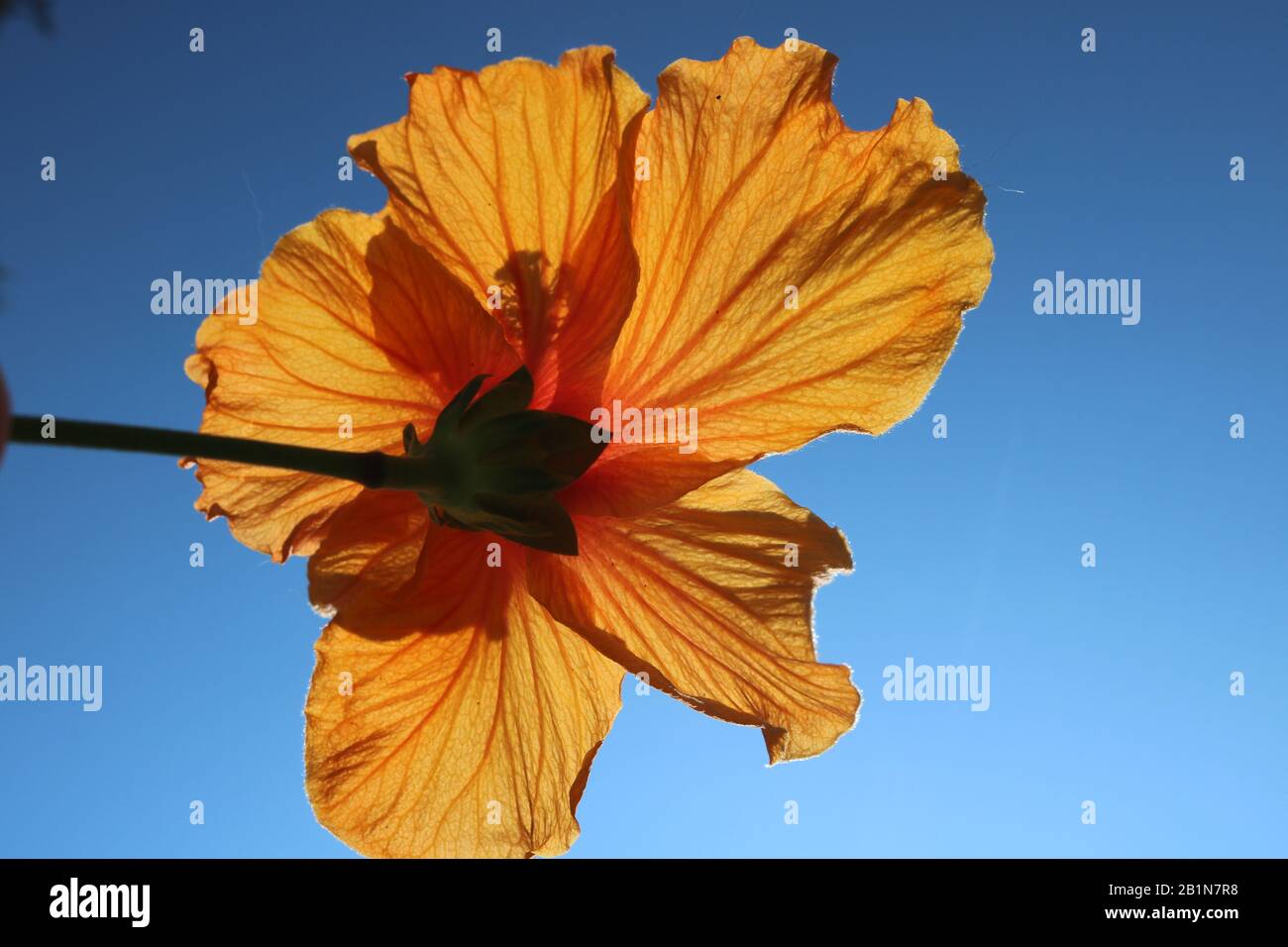 Backlit flower hi-res stock photography and images - Alamy