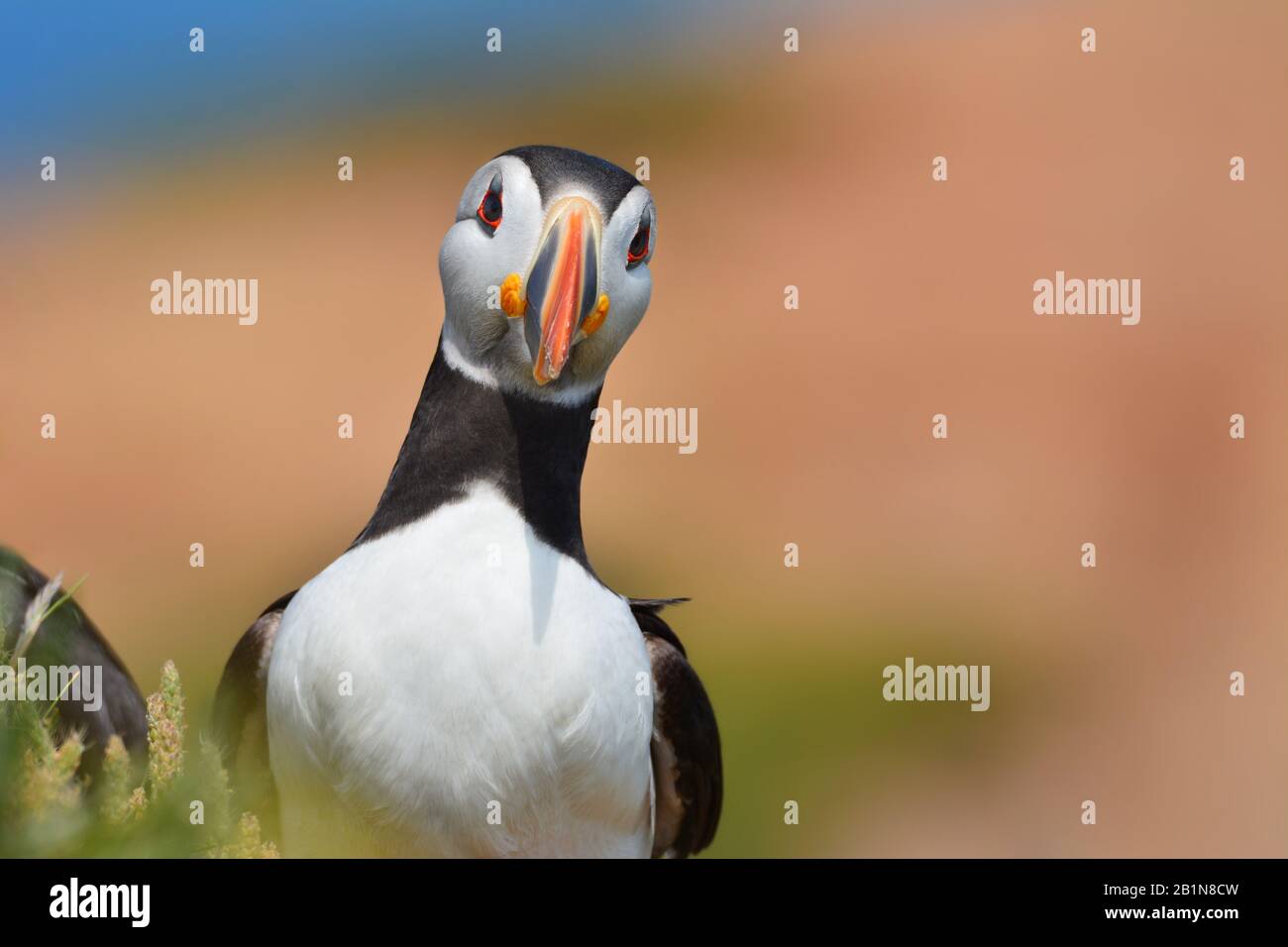 Puffins in daisies Stock Photo - Alamy