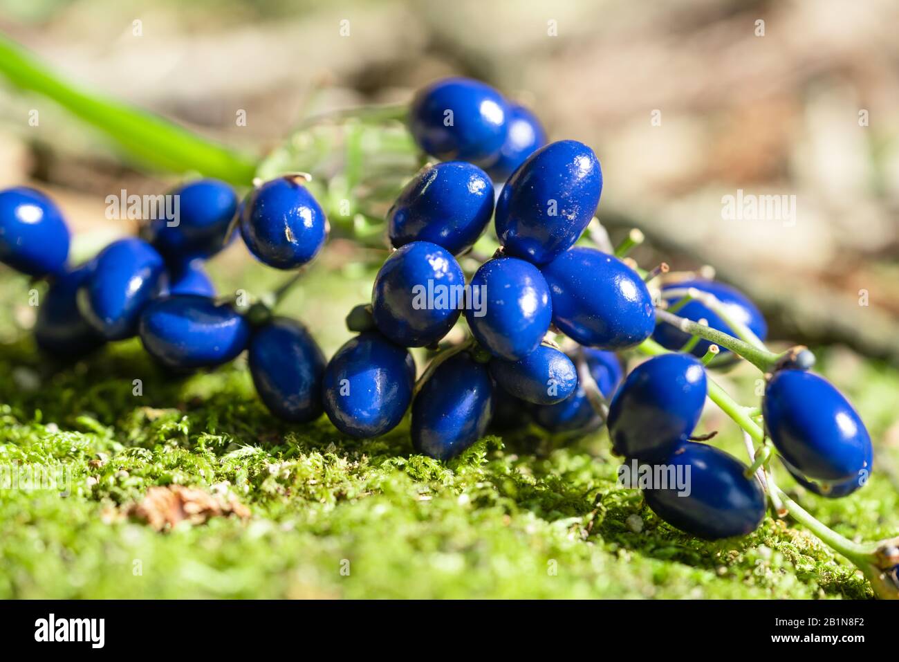 Moss berries hi-res stock photography and images - Alamy