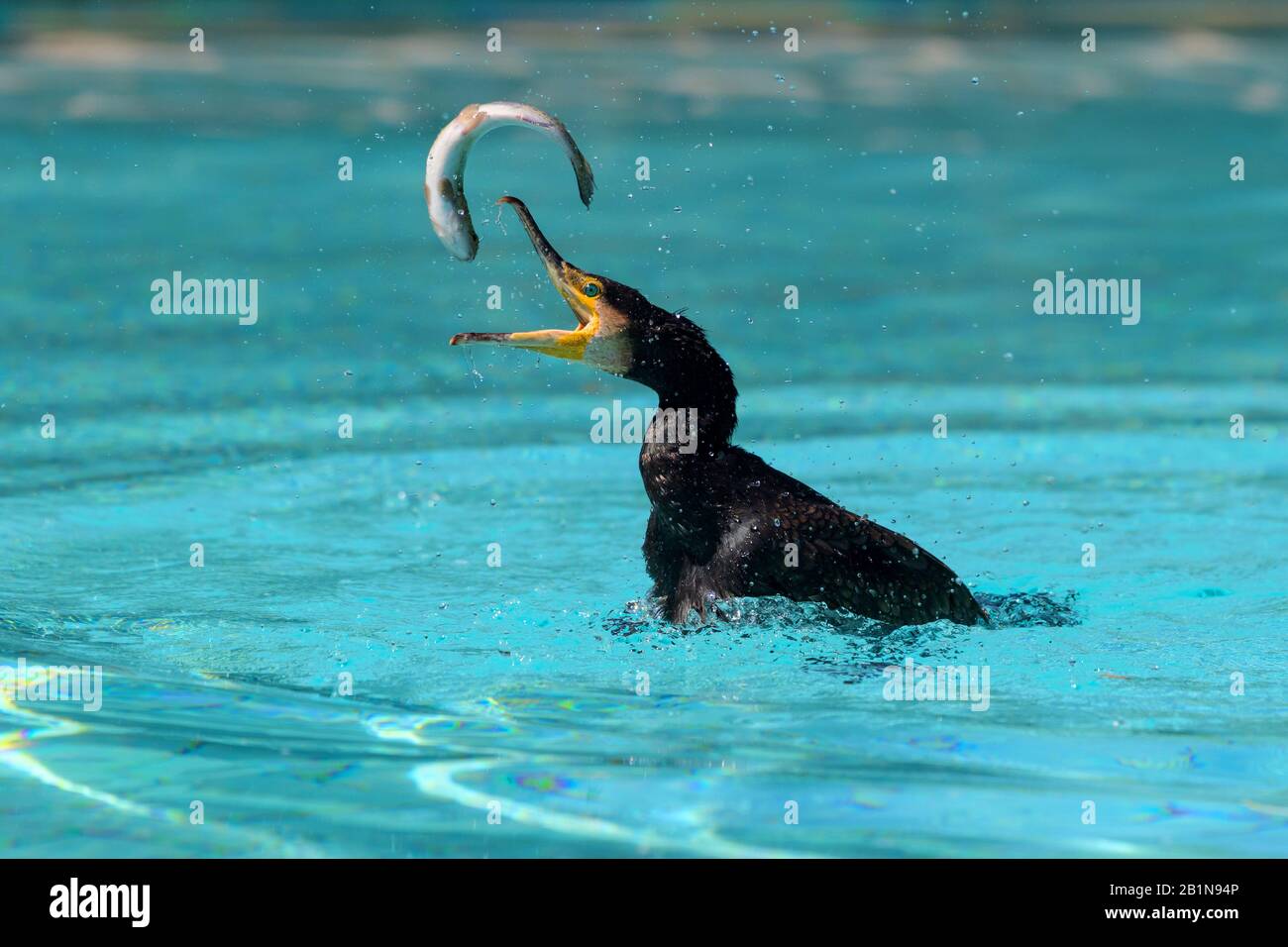 great cormorant (Phalacrocorax carbo), catching a fish, Germany Stock ...