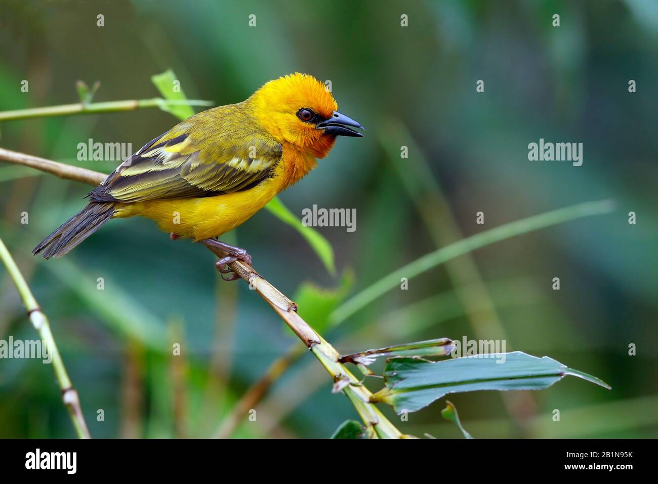 orange weaver (Ploceus aurantius), perched male, Africa Stock Photo - Alamy
