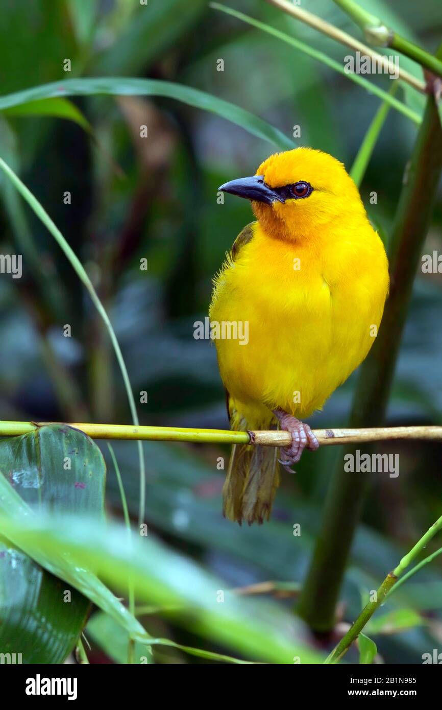 Single Weaver Bird High Resolution Stock Photography and Images - Alamy
