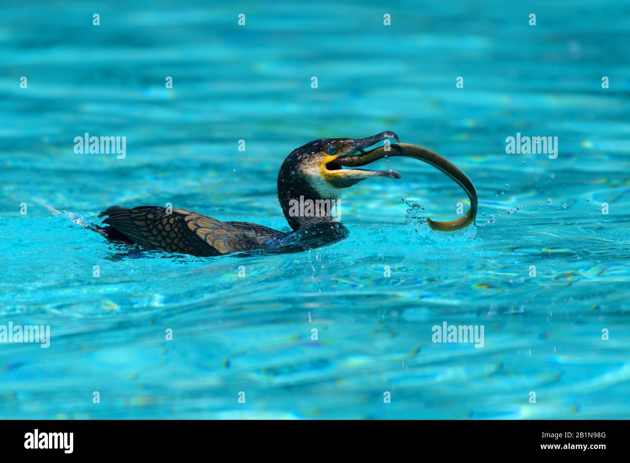 Snapping beak hi-res stock photography and images - Alamy