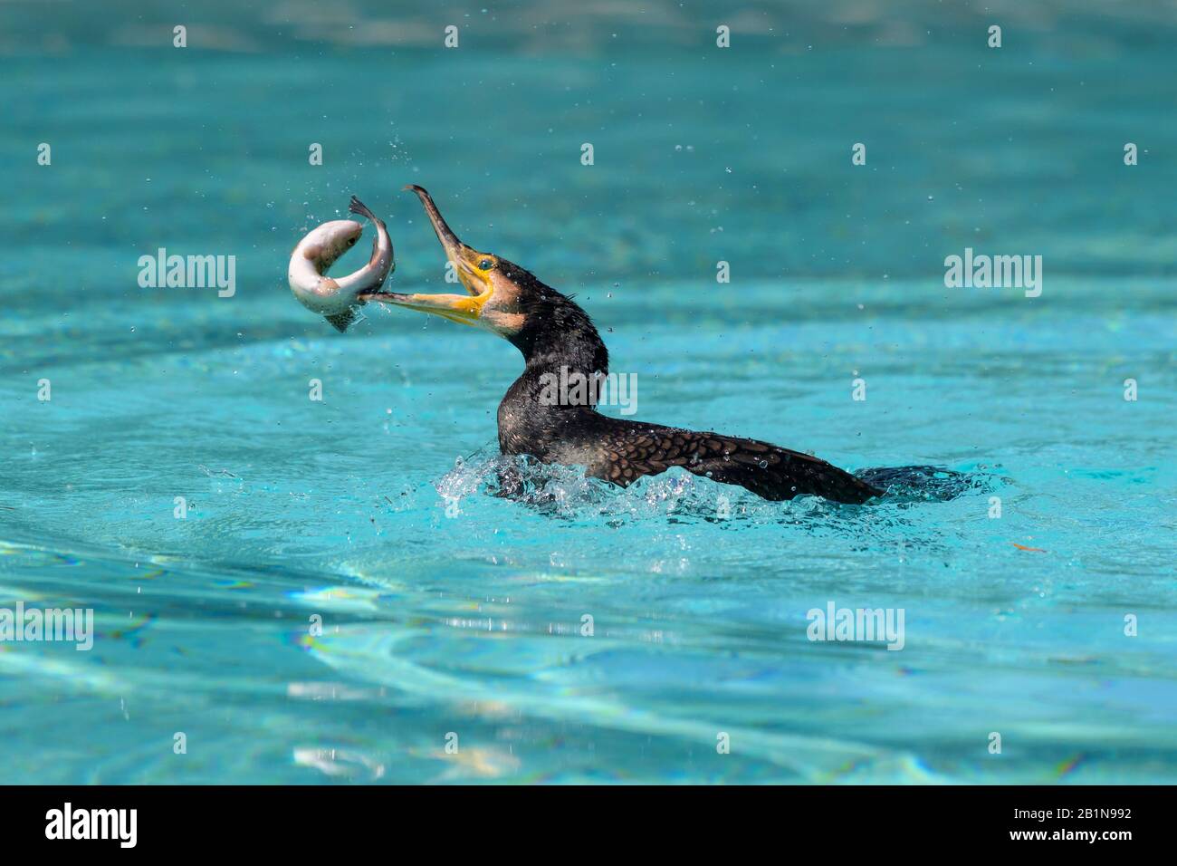 Snapping beak hi-res stock photography and images - Alamy