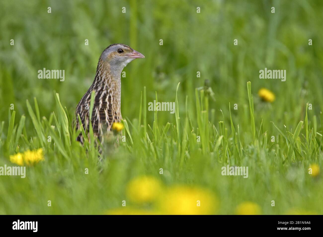 corn crake, corncrake (Crex crex), in a dandelion meadow, Finland Stock ...