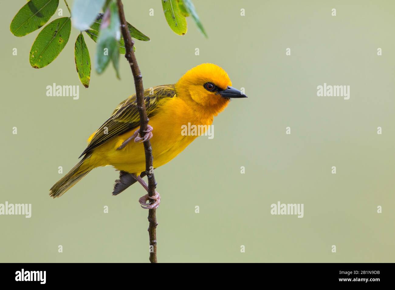 Orange weaver hi-res stock photography and images - Alamy