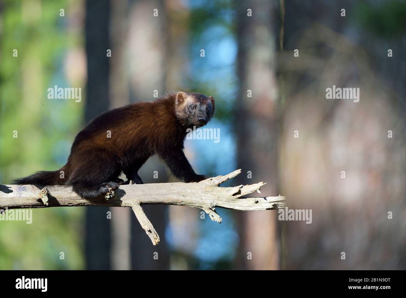 wolverine (Gulo gulo), sitting on a dead branch, Finland Stock Photo ...