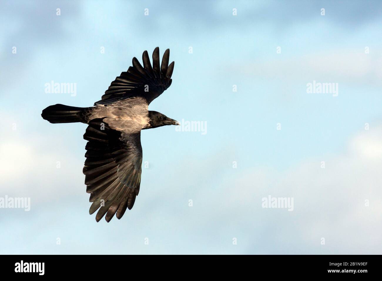 Hooded crow (Corvus corone cornix, Corvus cornix), in flight, Germany ...