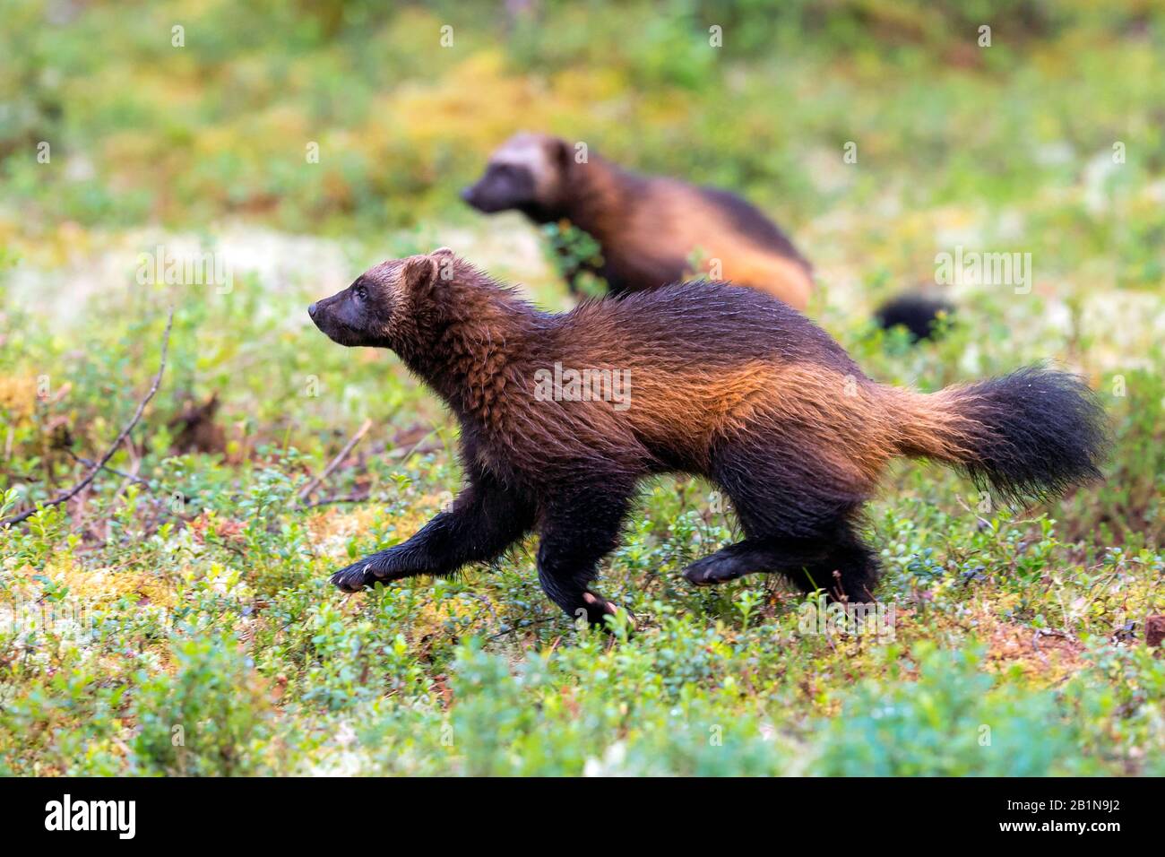 Wolverine Animal With Prey High Resolution Stock Photography and Images ...