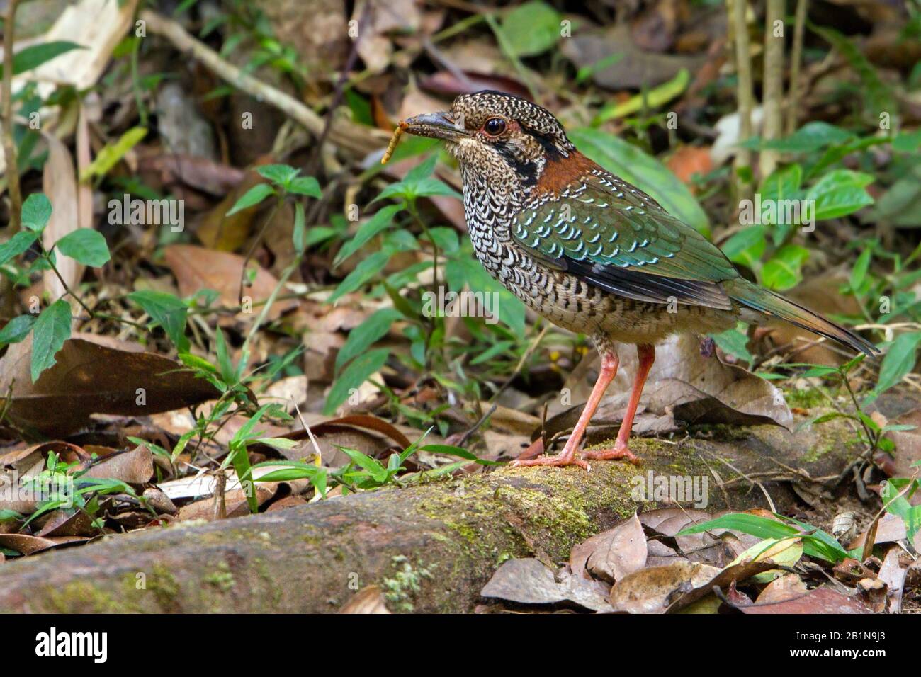 scaly ground roller (Brachypteracias squamigera, Geobiastes squamiger ... scaly ground roller (Brachypteracias squamigera, Geobiastes squamiger ...