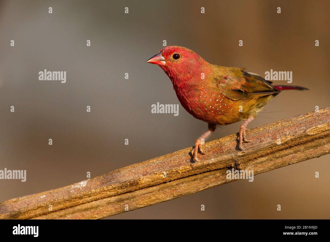 Red-billed fire finch (Lagonosticta senegala), sitting on a branch ...
