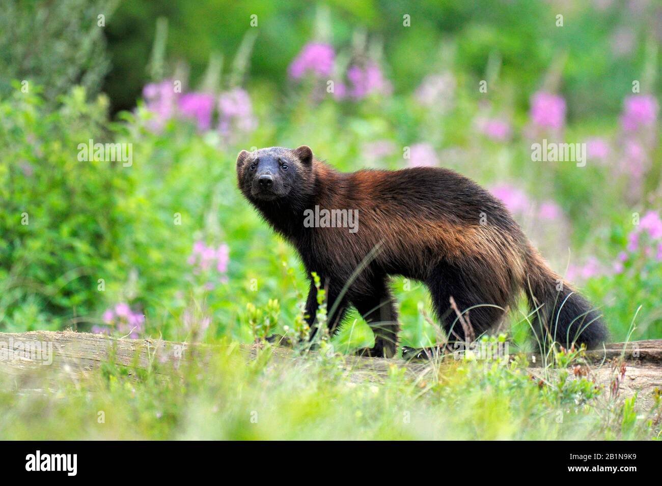 Wolverine Glutton Carcajou Gulo Gulo High Resolution Stock Photography ... Wolverine Glutton Carcajou Gulo Gulo High Resolution Stock Photography ...
