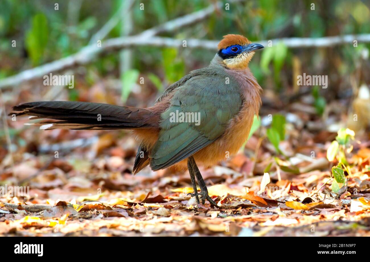 red-capped Madagascar coucal (Coua ruficeps), on the ground, Madagascar ...