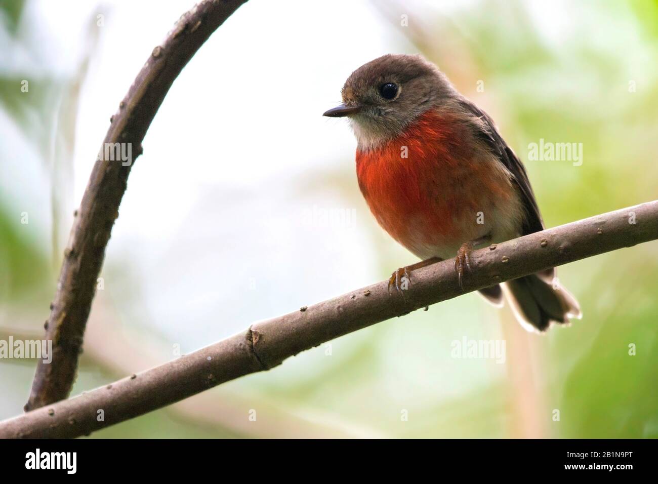 Pacific Robin (Petroica pusilla), female on a tree, Vanuatu Stock Photo ...