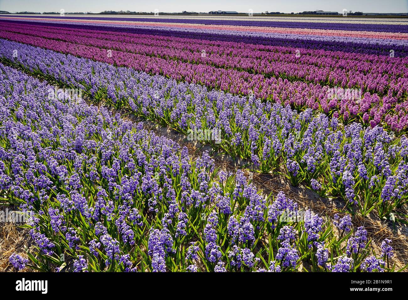 Jacinthe (Hyacinthus orientalis), blooming Jacinthe fields, Netherlands ...