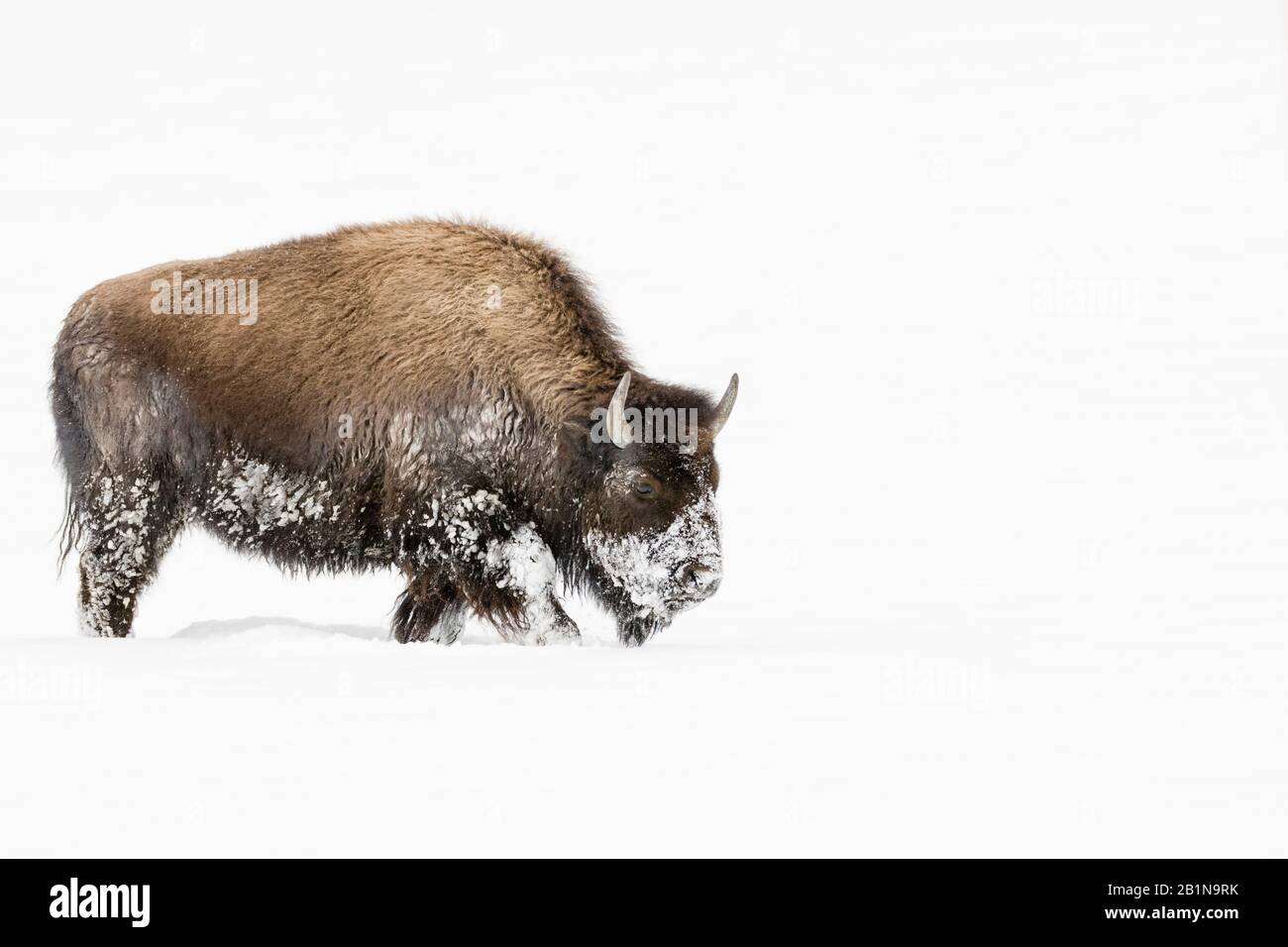 American bison, buffalo (Bison bison), walking through snow, side view ...