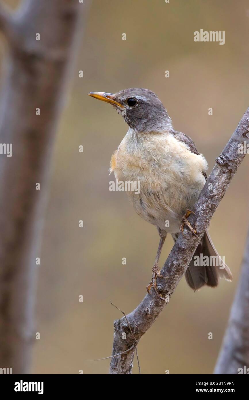 San Lucas Robin (Turdus migratorius confinis), on a branch, Mexico ...