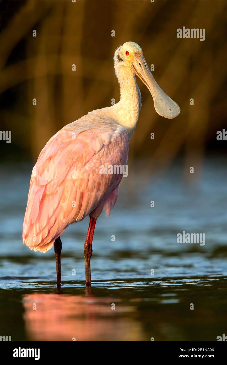 Roseate spoonbill (Ajaia ajaia, Ajaia ajaja, Platalea ajaja), in water ...