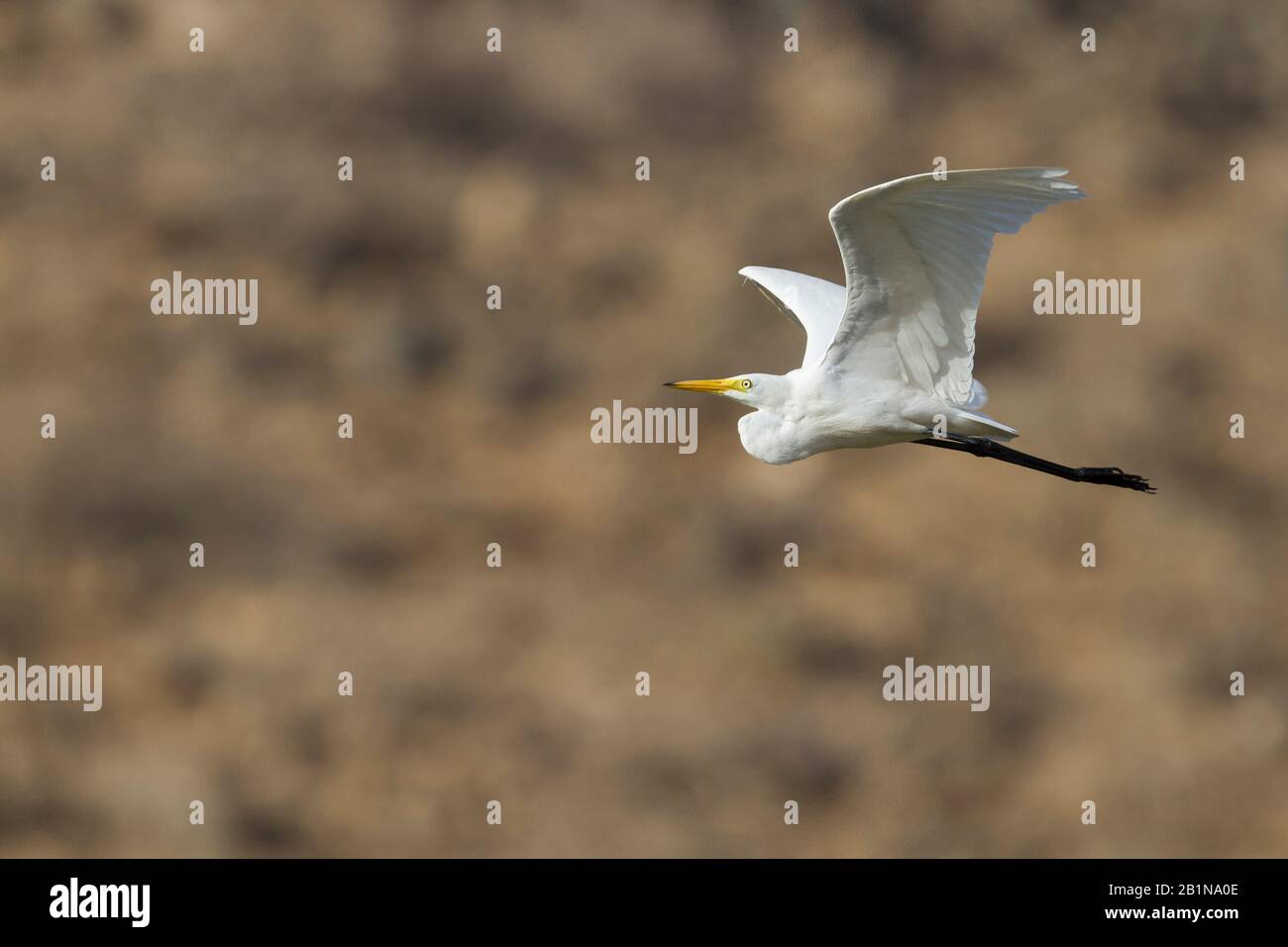 Intermediate egrets flying hi-res stock photography and images - Alamy