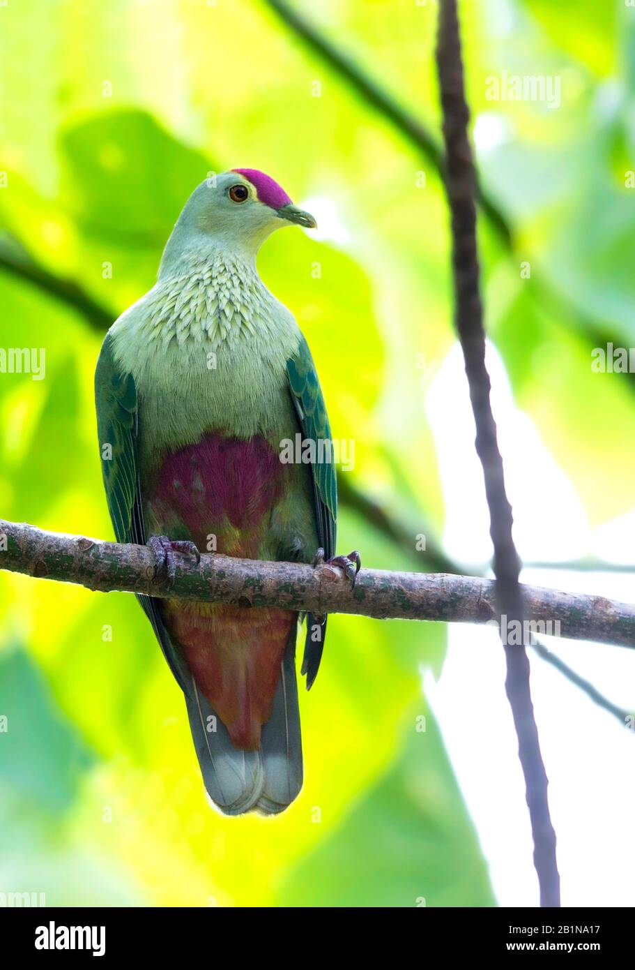 Fruit dove hi-res stock photography and images - Alamy