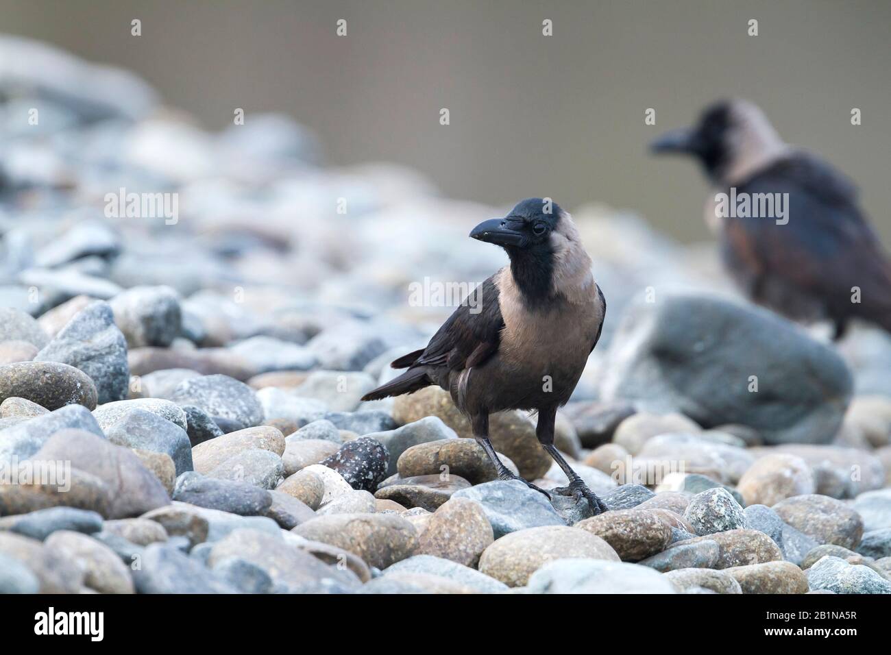 house crow (Corvus splendens), house crows at the coast, Oman Stock ...
