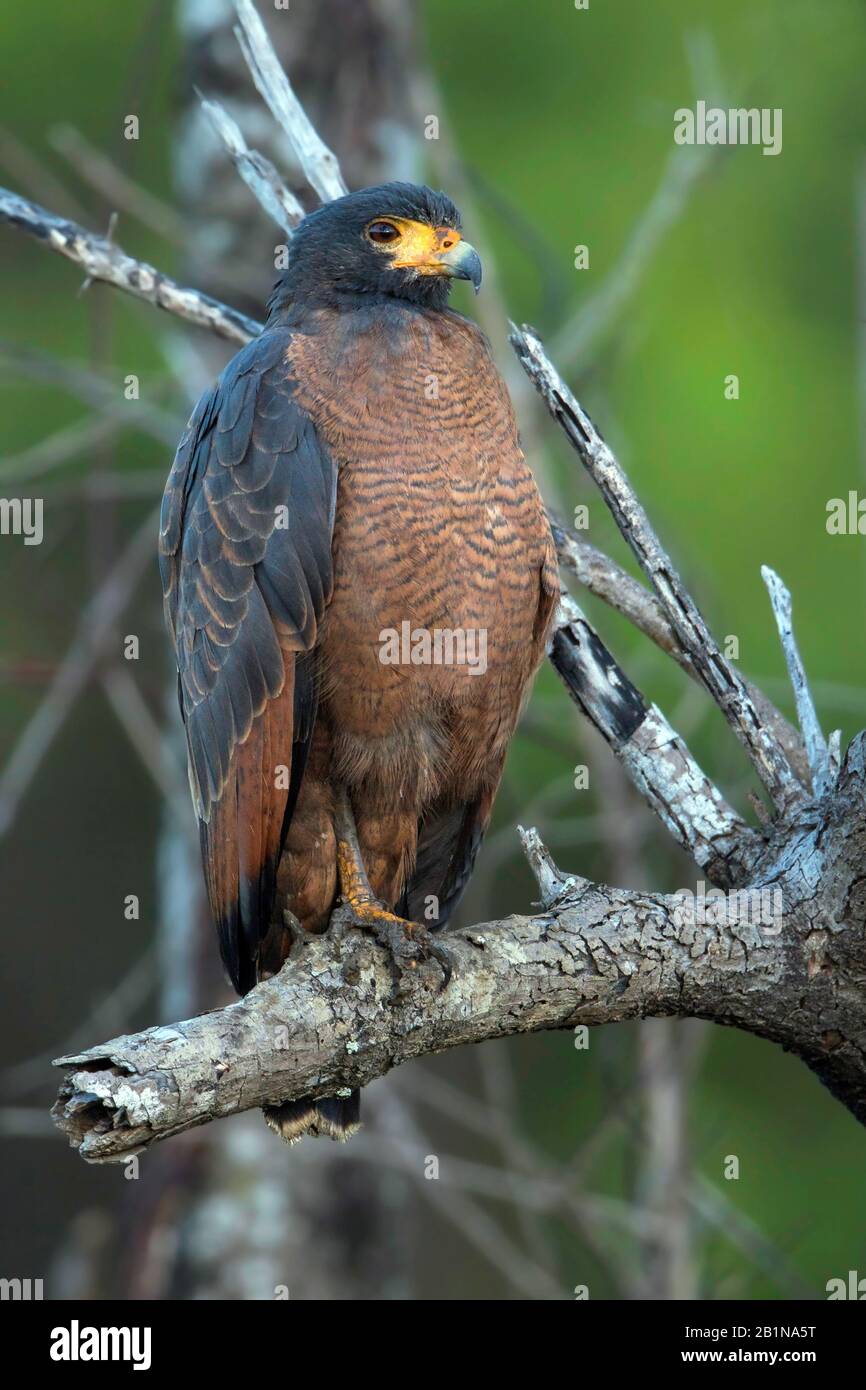 Raptors of brazil hi-res stock photography and images - Alamy