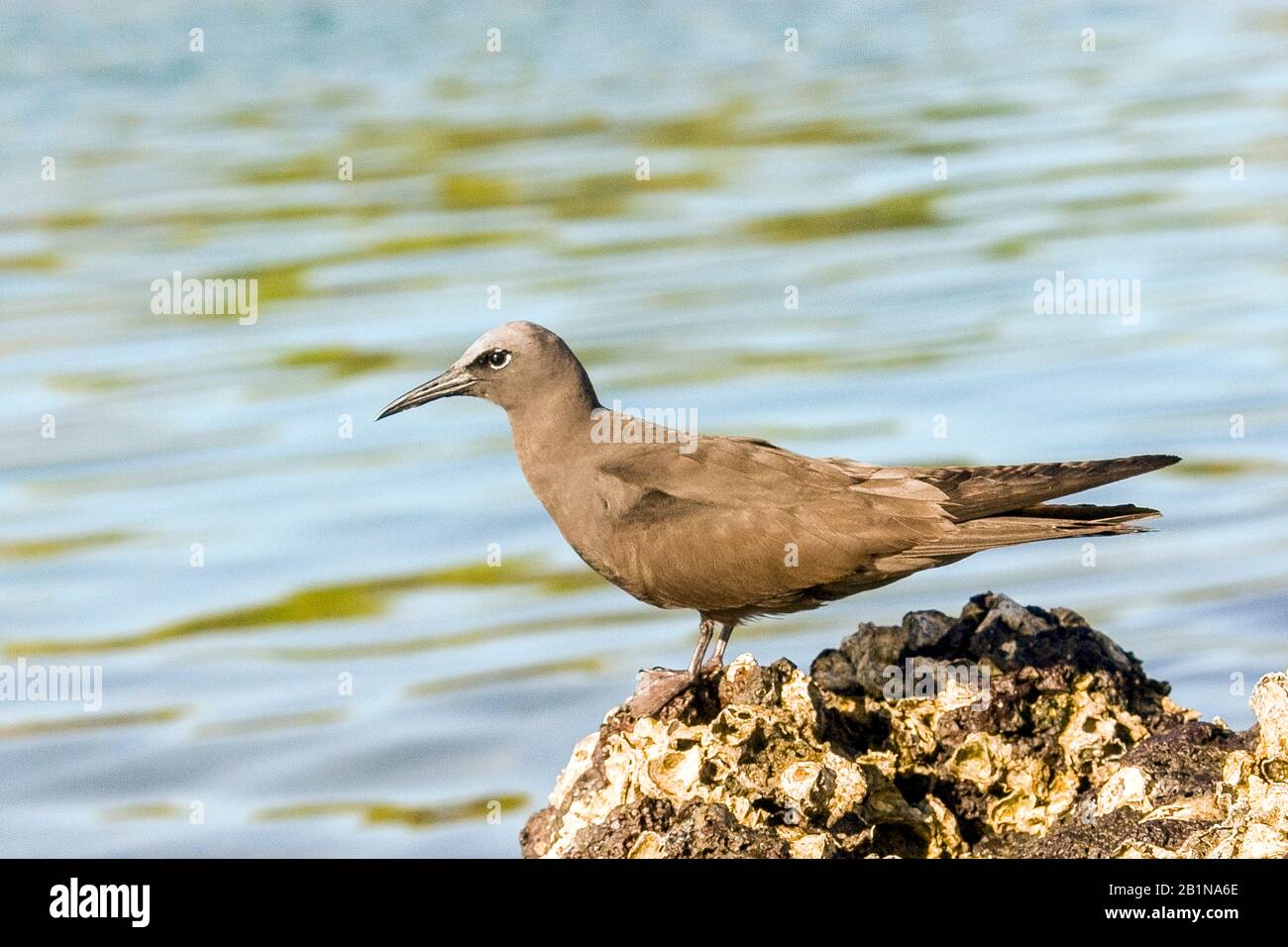 Common noddy, Brown Noddy (Anous stolidus), on a rock, Ecuador ...