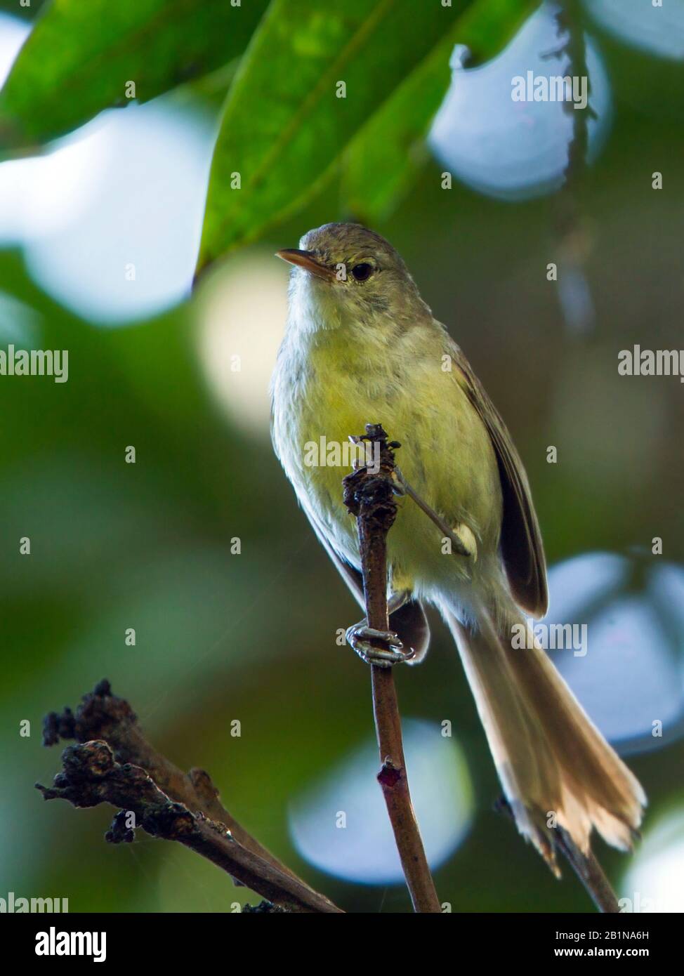 Rodericanus hi-res stock photography and images - Alamy