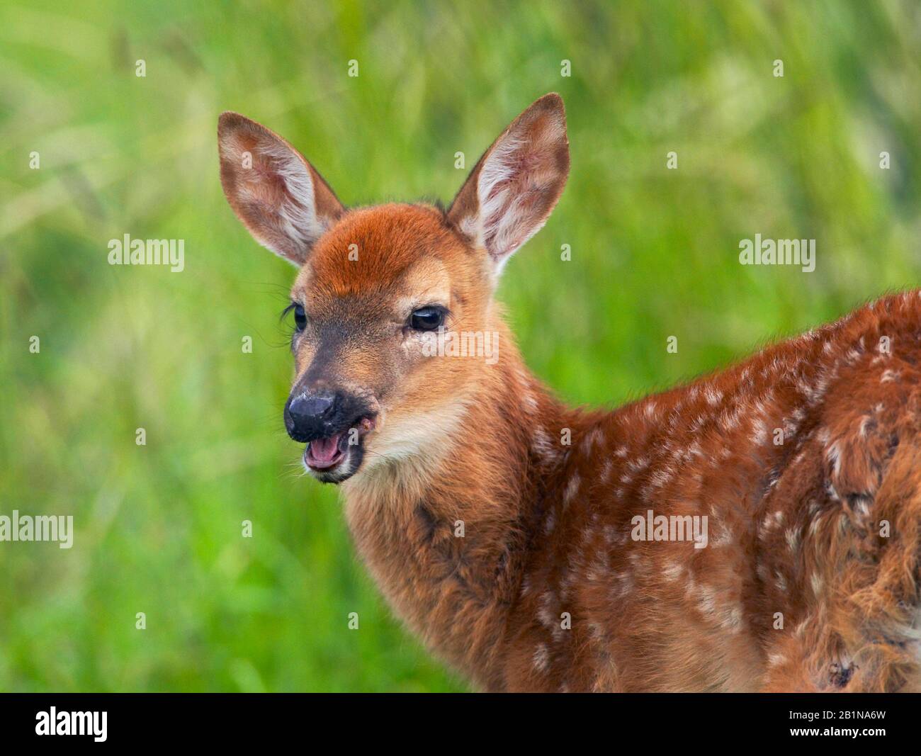 White-tailed deer (Odocoileus virginianus), chewing fawn, portrait ...