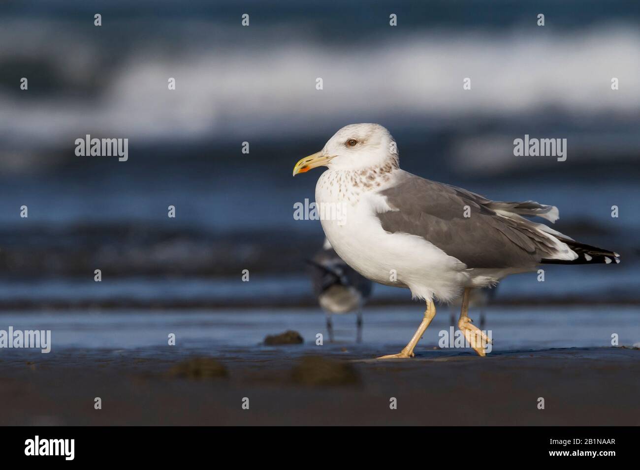 Siberian Gull, Kola Lesser Black-backed Gull, Heuglin's Gull (Larus ...