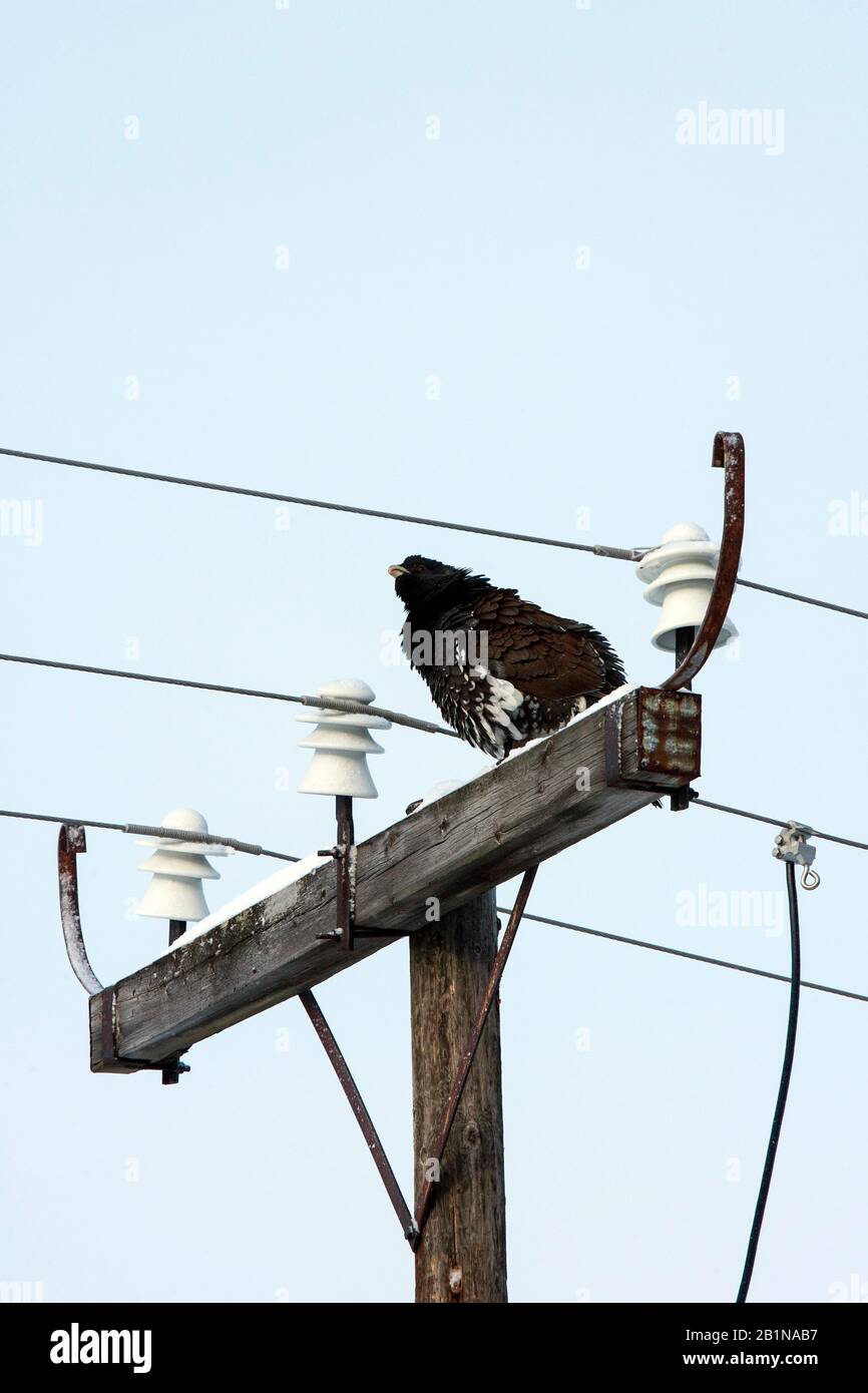 western capercaillie, wood grouse (Tetrao urogallus), wood grouse cock ...
