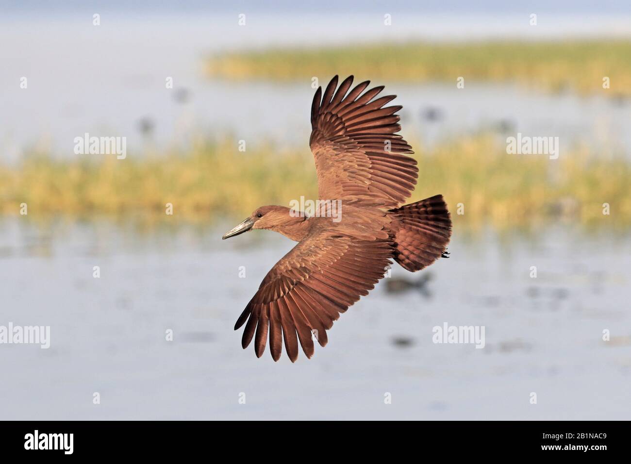 Hamerkop in flight in Ethiopia Stock Photo - Alamy