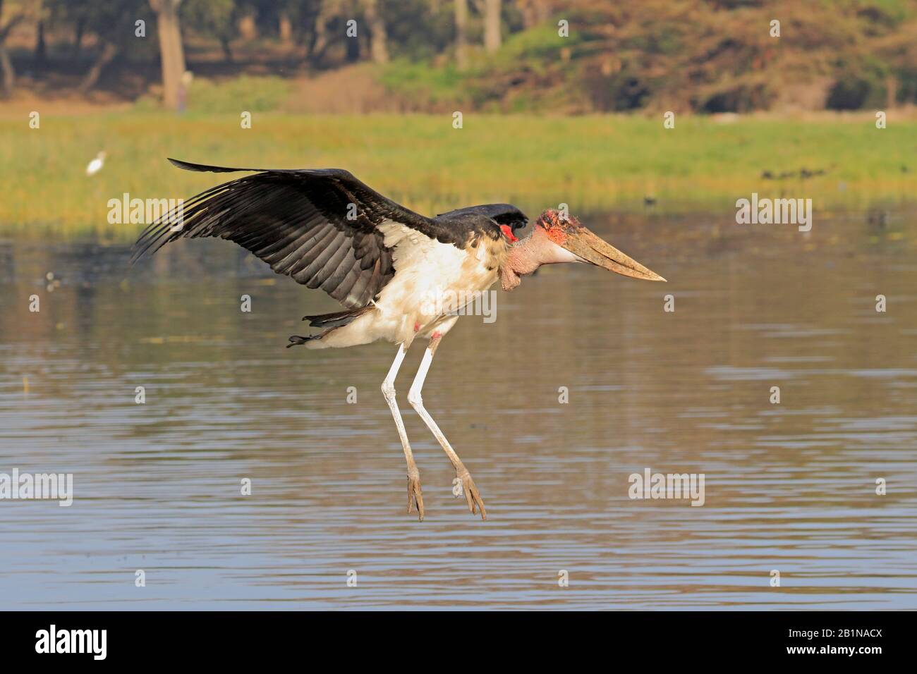 Stork marabu hi-res stock photography and images - Alamy