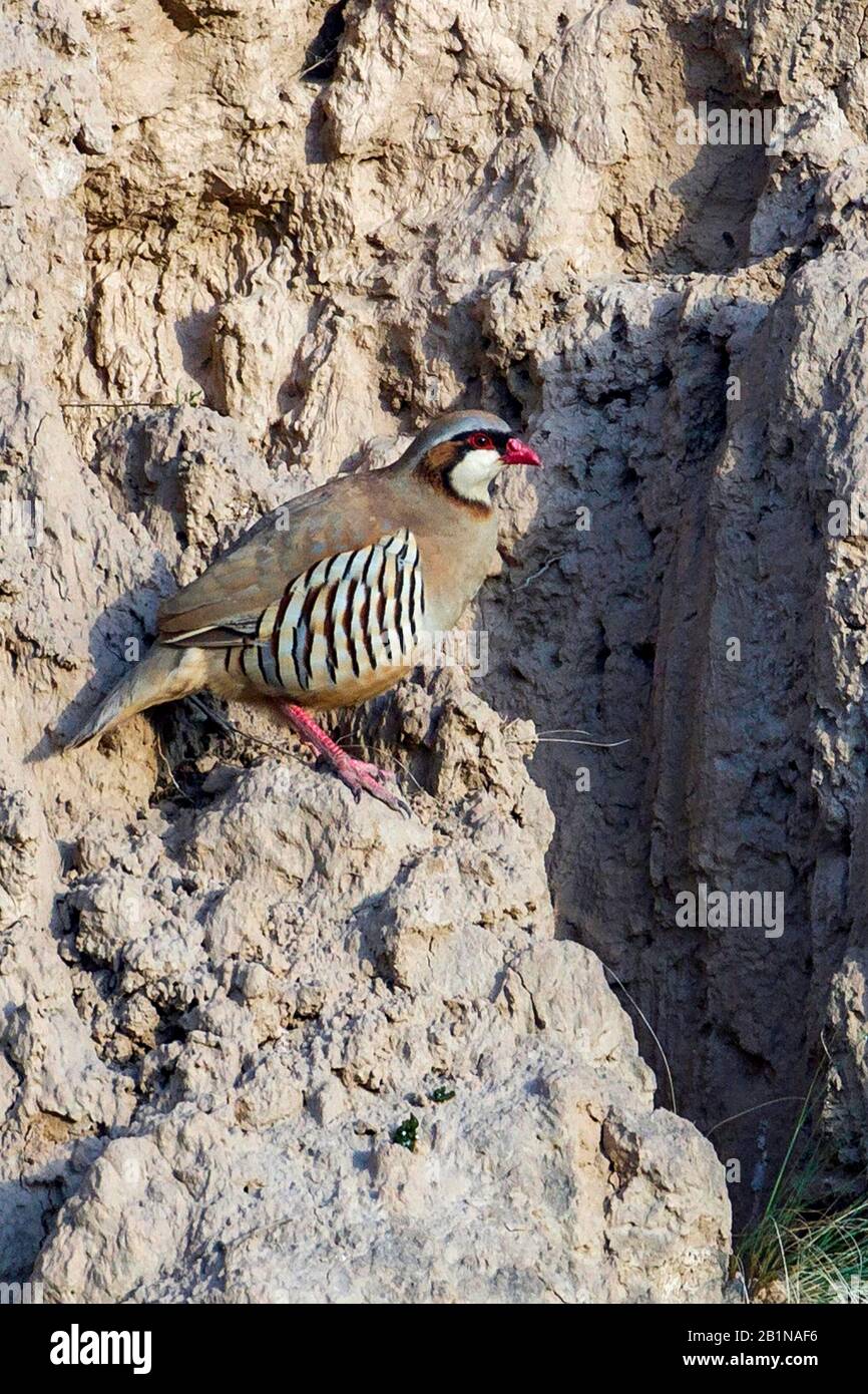 Przewalski's rock partridge (Alectoris magna), standing alert, China ...