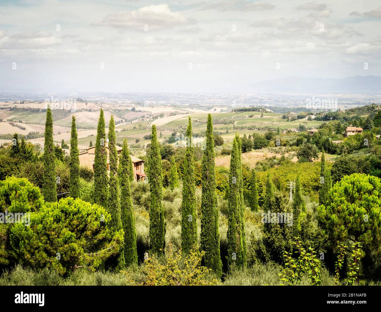 Italian cypress (Cupressus sempervirens), picturesque landscape in the ...
