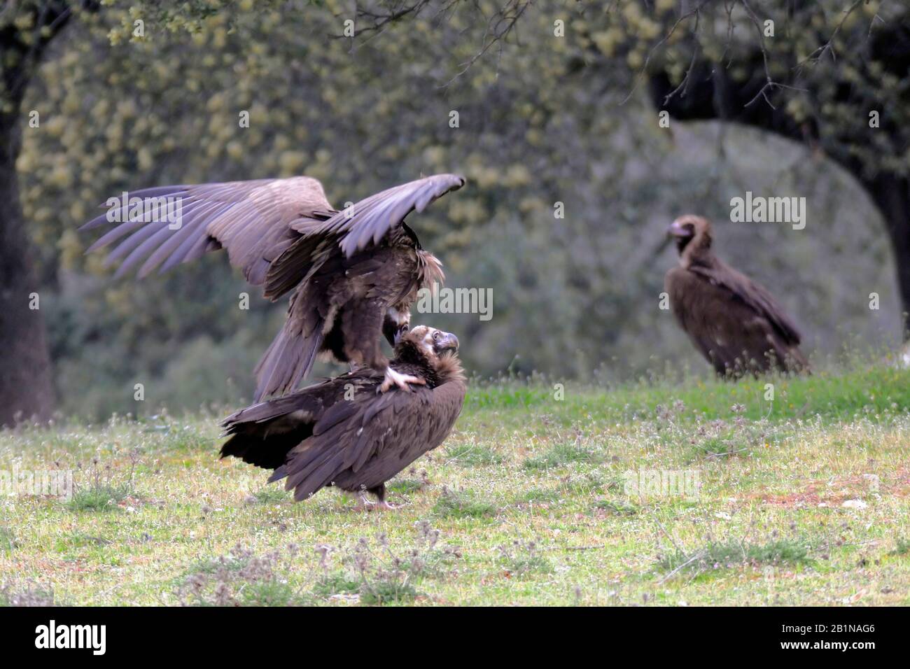 cinereous vulture (Aegypius monachus), mating, Spain, Extremadura Stock ...