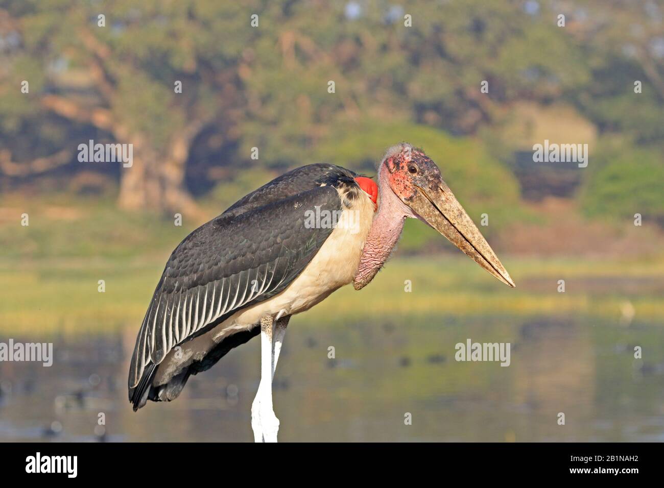 Marabu hi-res stock photography and images - Alamy