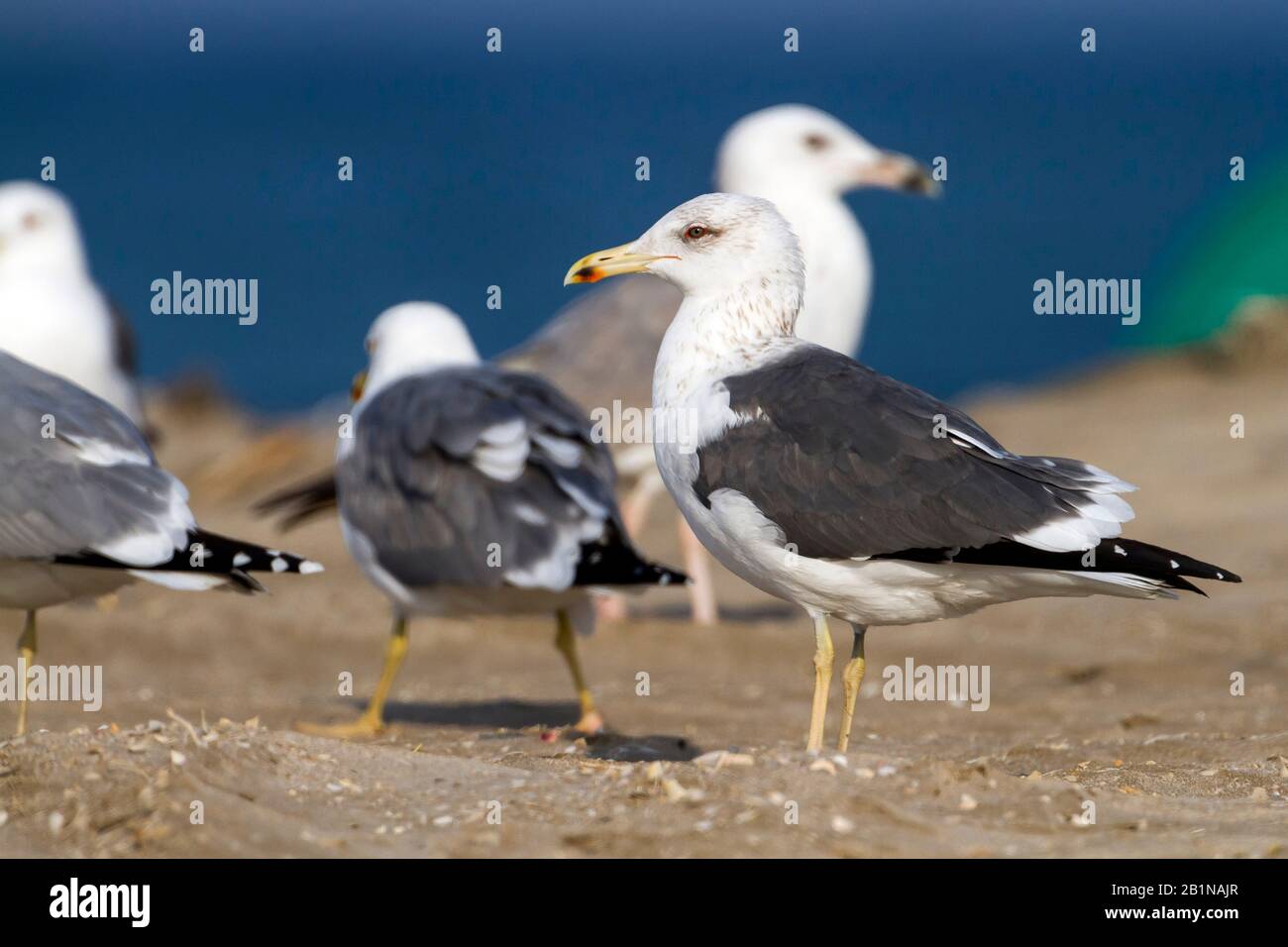 Siberian Gull, Kola Lesser Black-backed Gull, Heuglin's Gull (Larus ...