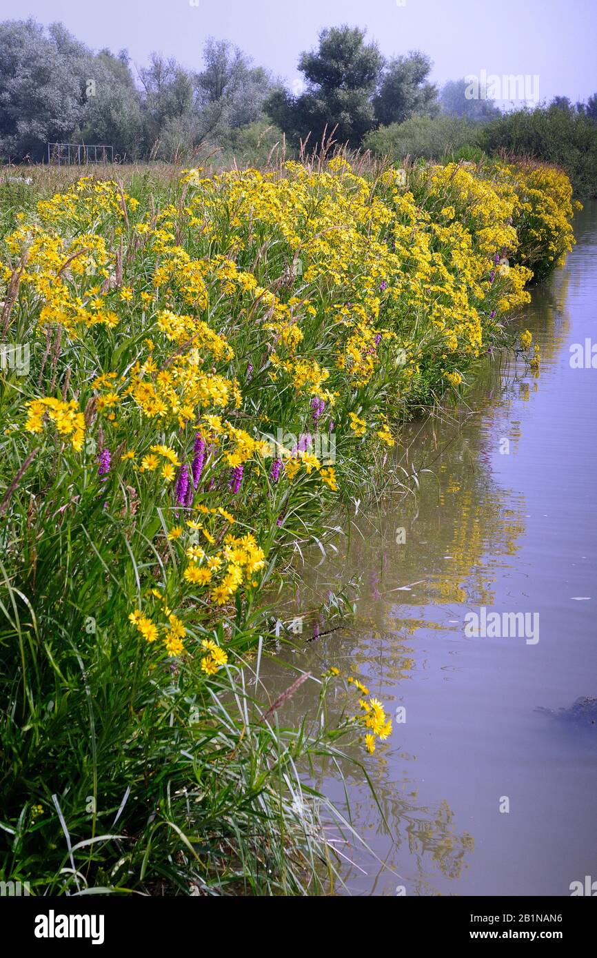 fen ragwort (Senecio paludosus), blooming, Netherlands, South Holland ...