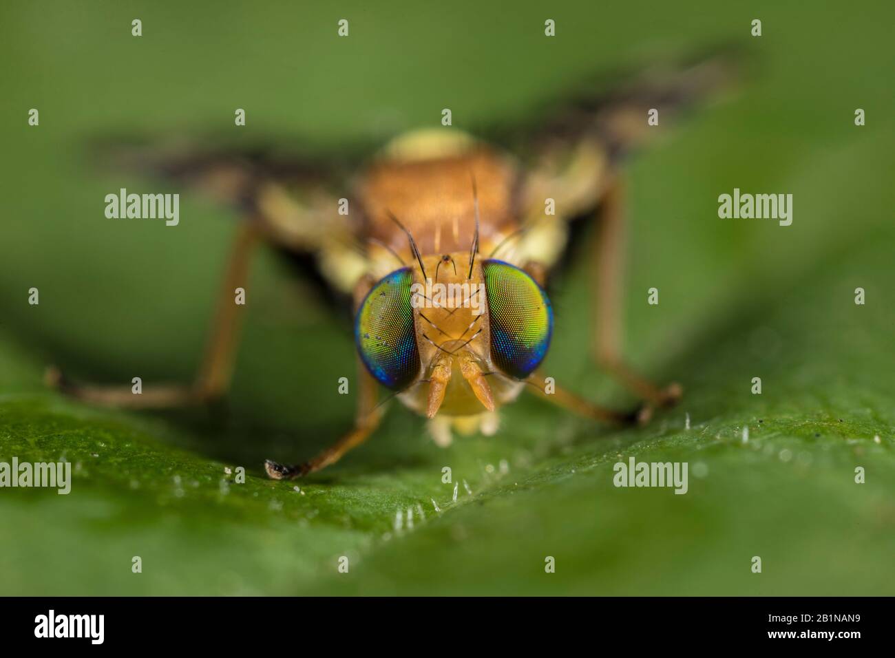 cherry fruit fly, tephritid fruit fly (Rhagoletis cerasi, Rhagoletis ...