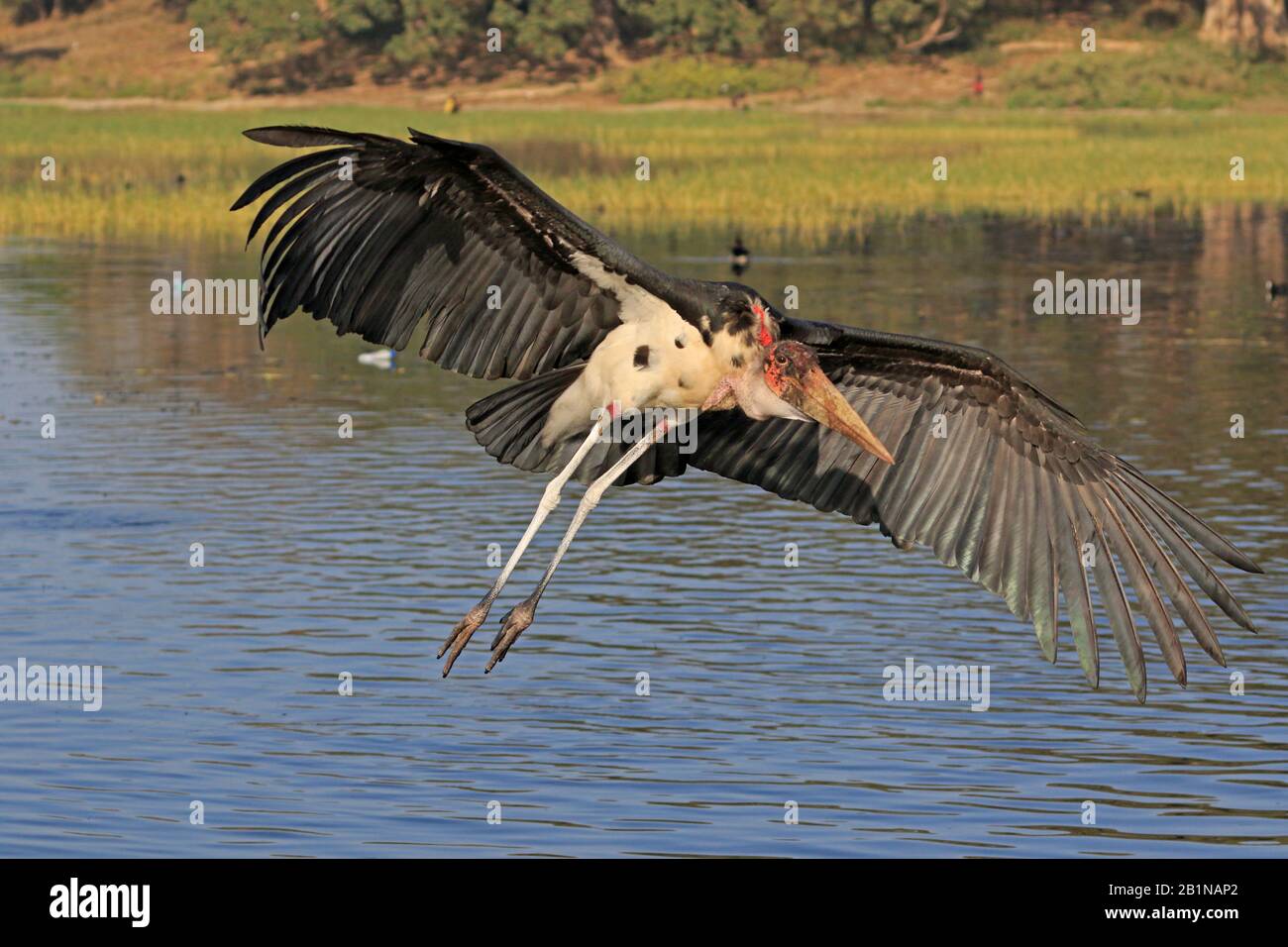 Marabu Stork in flight in Ethiopia Stock Photo - Alamy