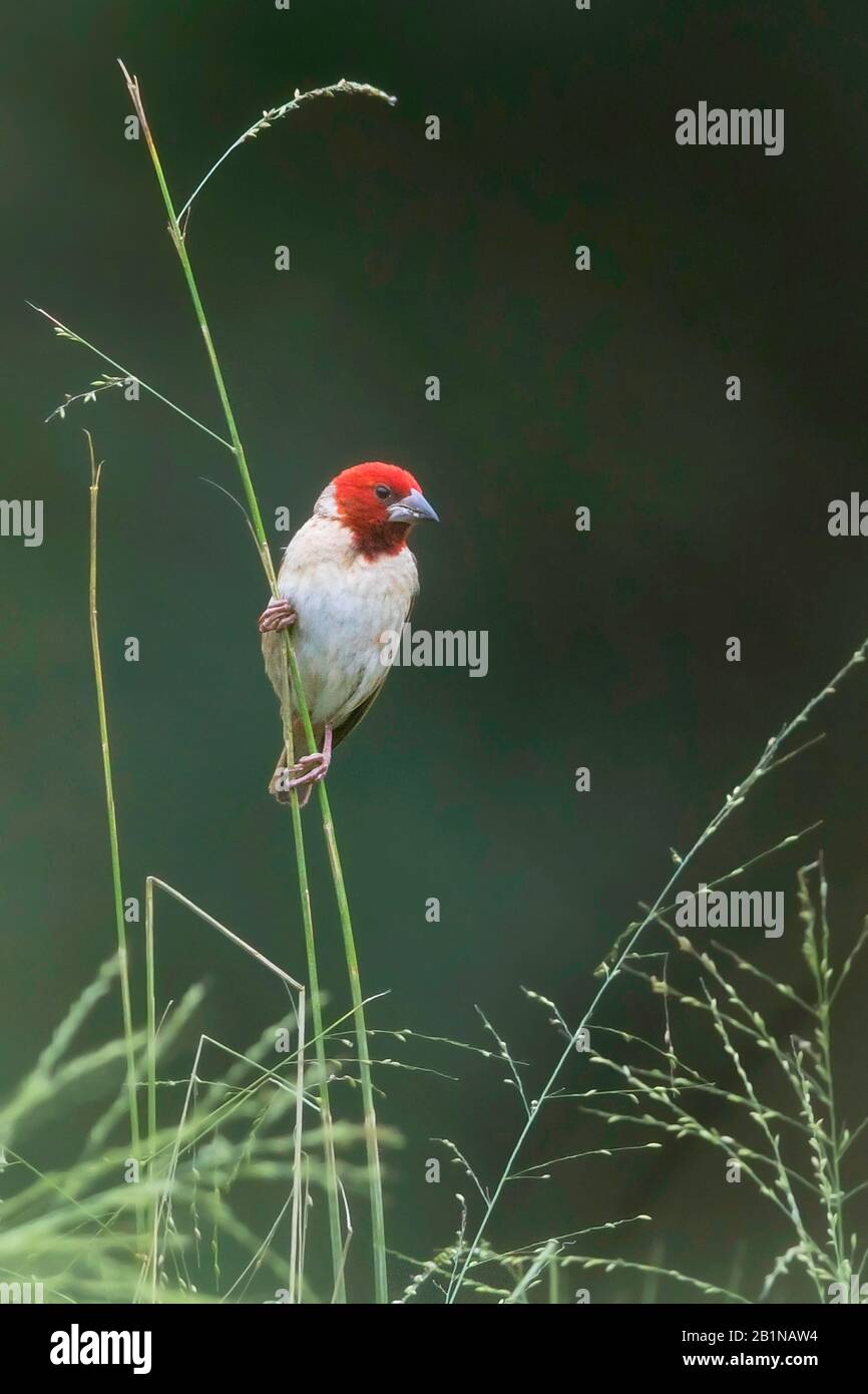 One quelea hi-res stock photography and images - Alamy