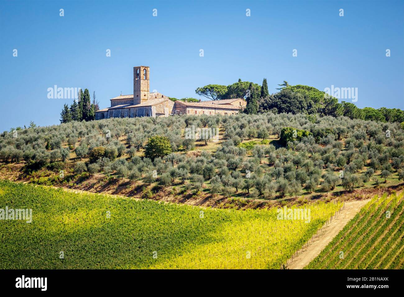 olive tree (Olea europaea ssp. sativa), olive grove in the Toscana ...