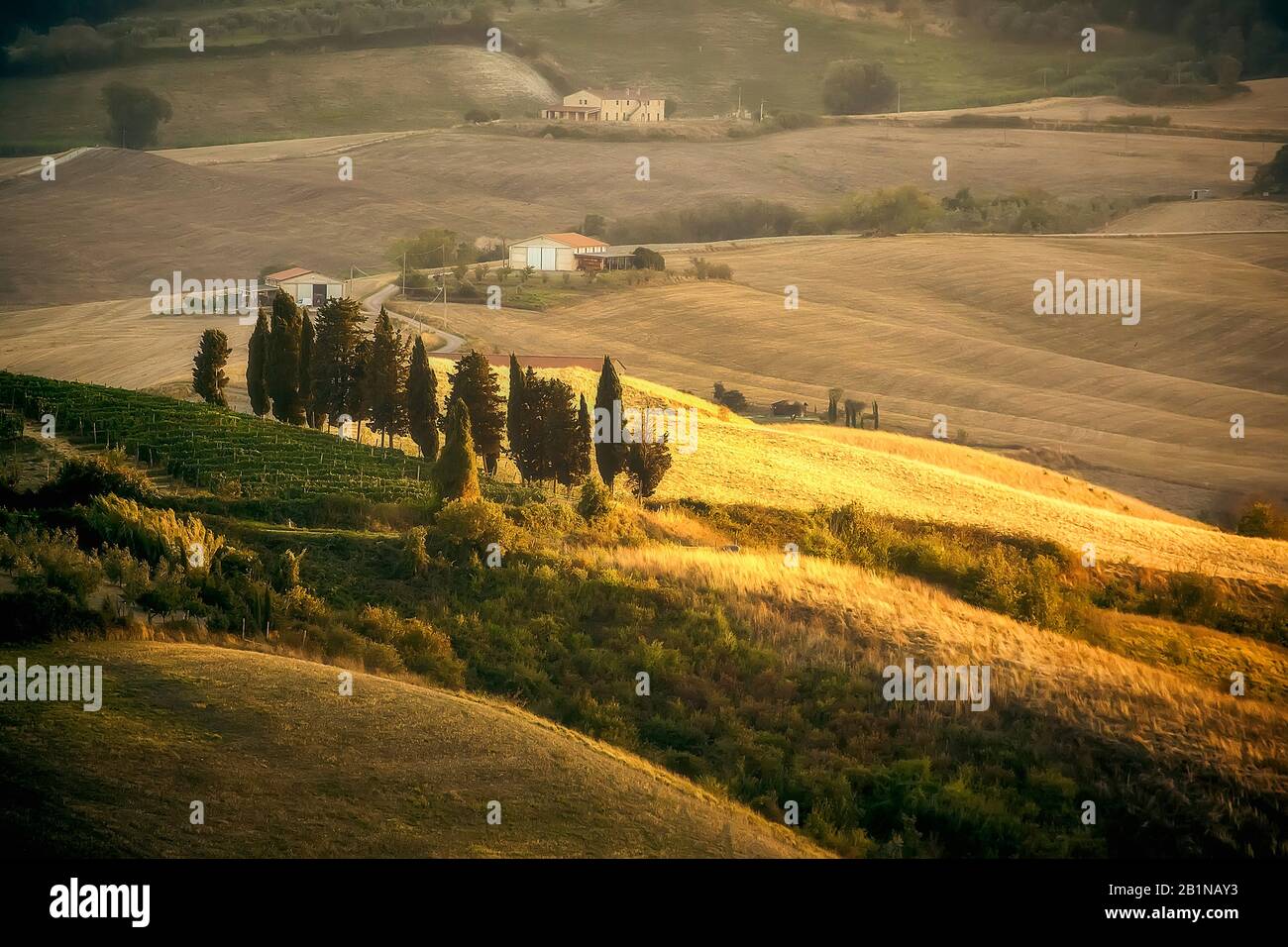 Italian cypress (Cupressus sempervirens), picturesque landscape in the ...