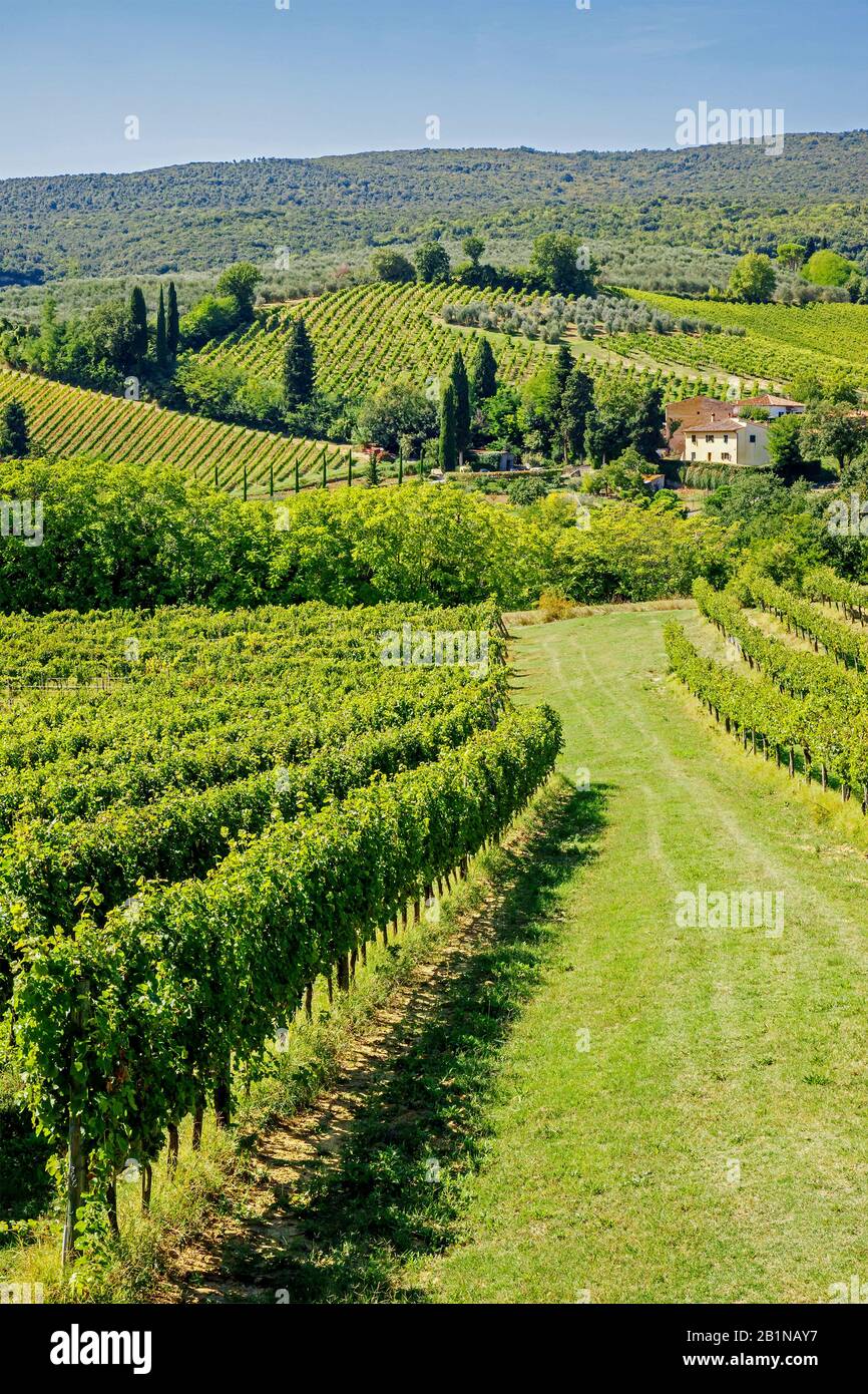grape-vine, vine (Vitis vinifera), wine-growing district in the Toscana ...