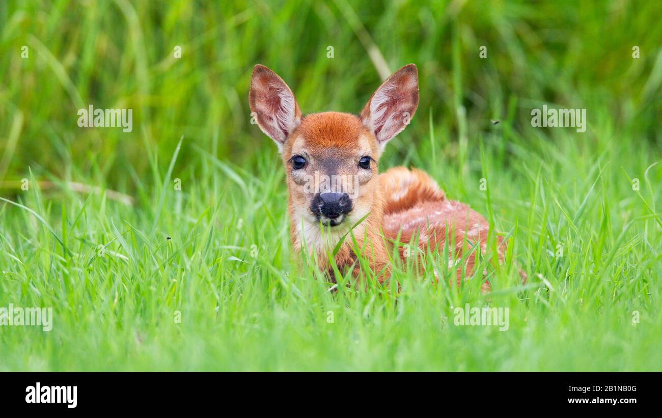 White-tailed deer (Odocoileus virginianus), fawn lying in a meadow ...