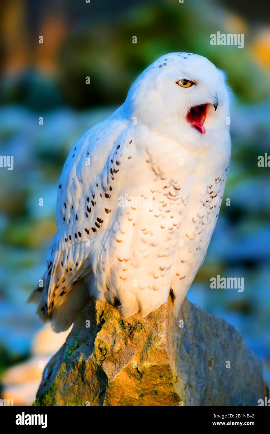 Yawning stone hi-res stock photography and images - Alamy