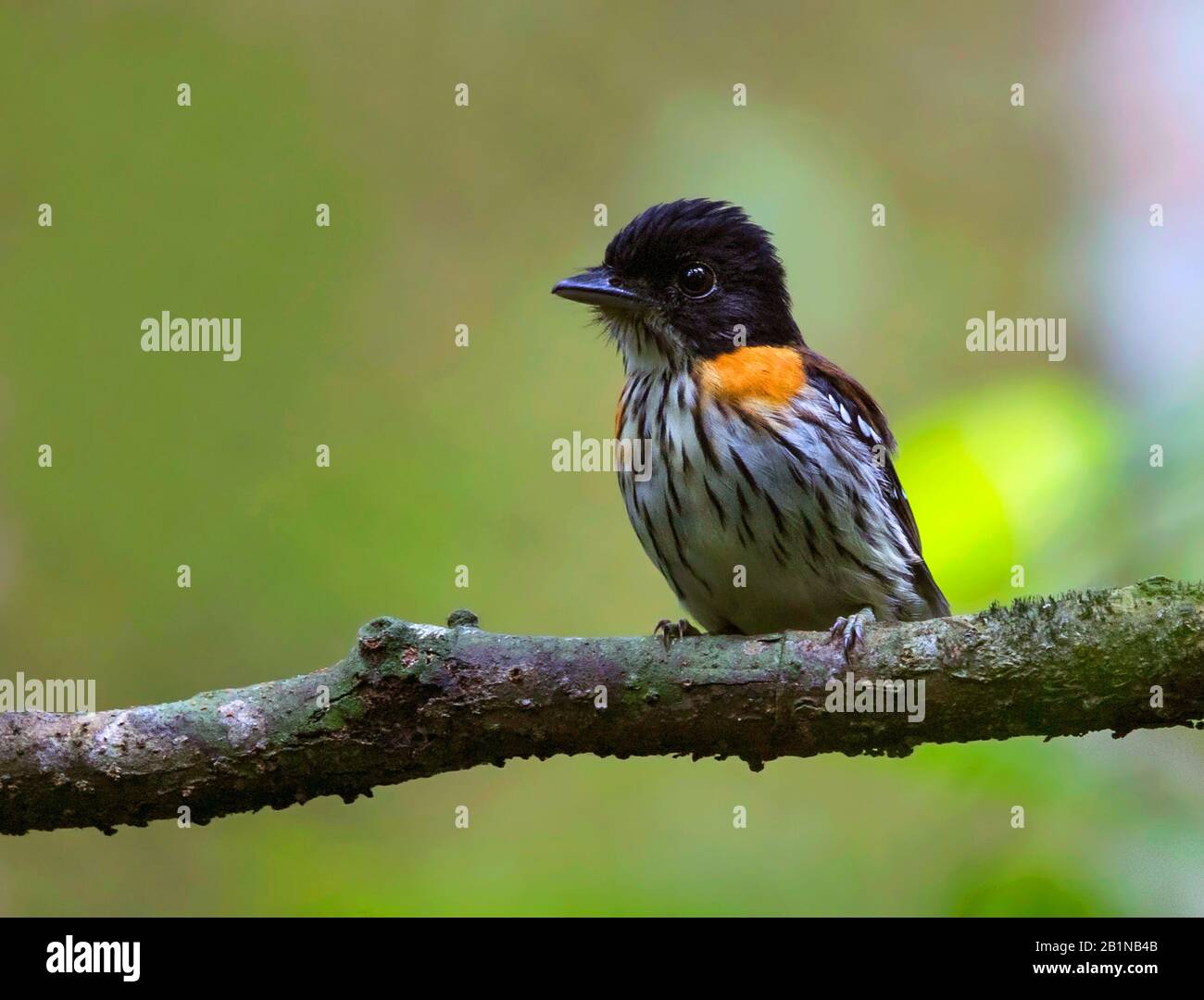 African broadbill hi-res stock photography and images - Alamy